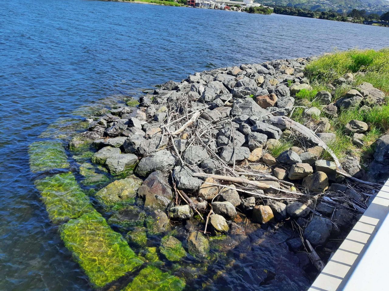 We Place | Mills Albert Rock Farm | North Island